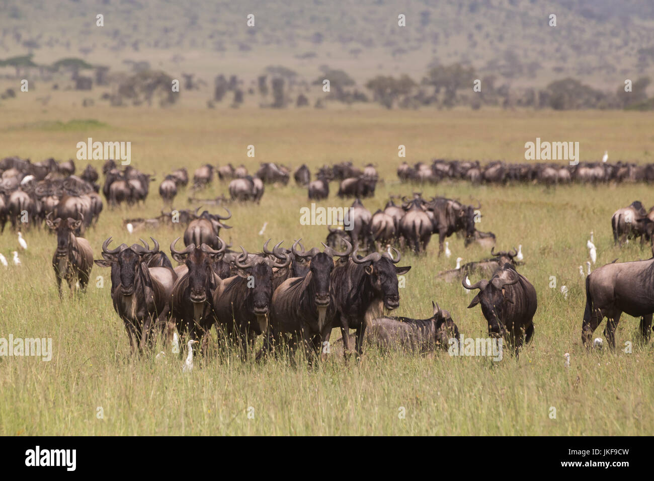 Wildebeests grazing in Serengeti National Park in Tanzania, East Africa ...