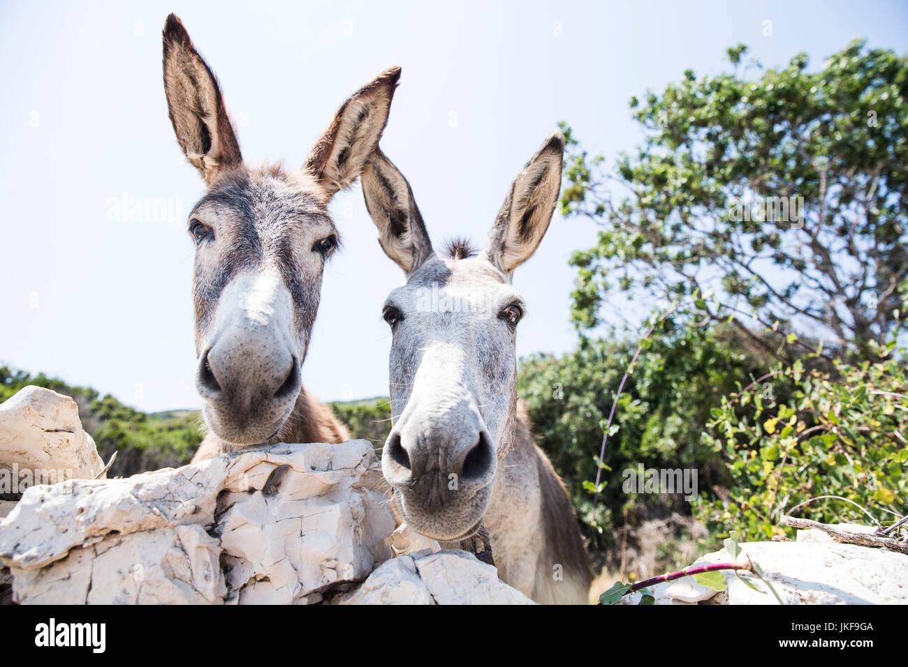 Portrait of two donkeys Stock Photo - Alamy