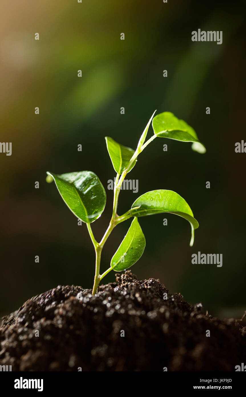 Young seedling sprouting from the earth Stock Photo - Alamy