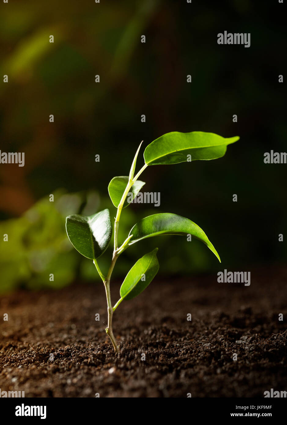 Young seedling sprouting from the earth Stock Photo - Alamy