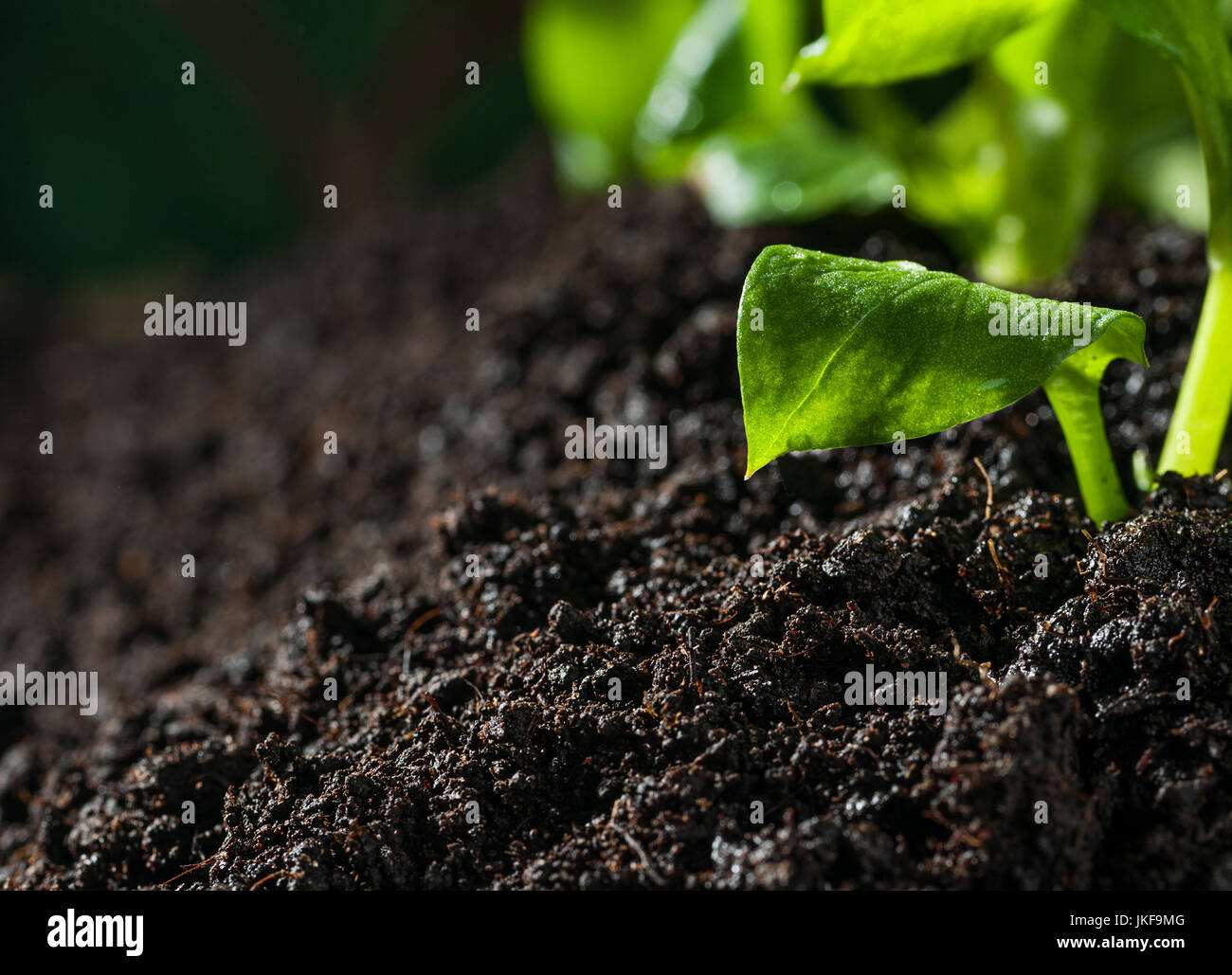 Young seedling sprouting from the earth Stock Photo - Alamy
