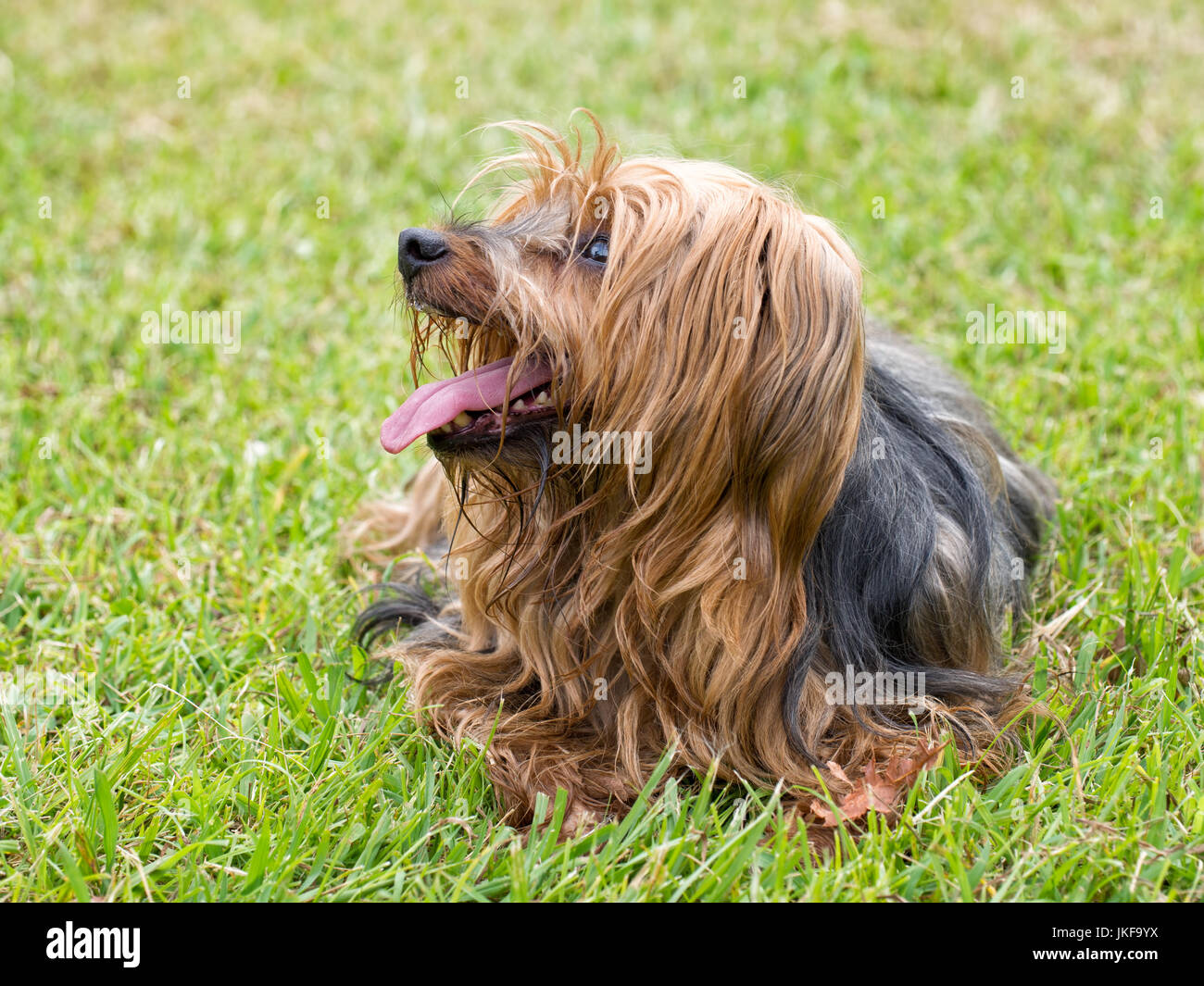 Yorkie, Yorkshire Terrier Stock Photo - Alamy