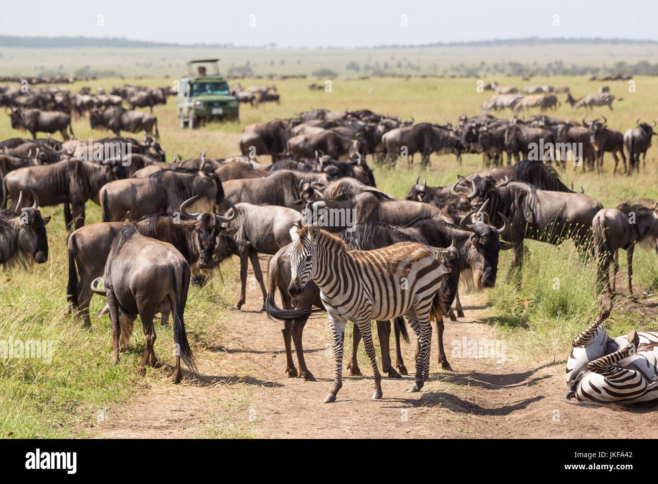 Kenya wilderbeest migration hi-res stock photography and images - Alamy