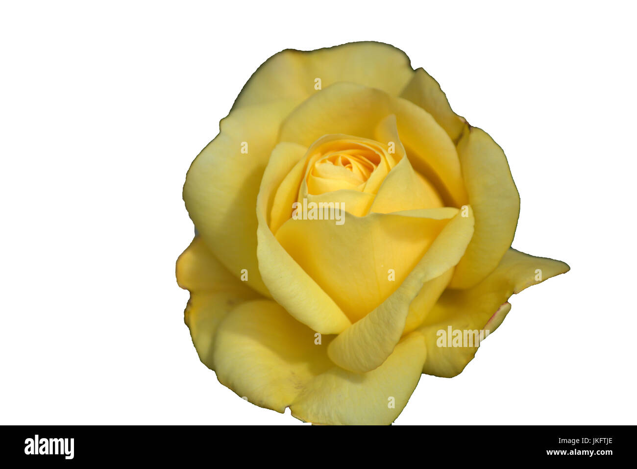 Yellow rose isolated on a white background Stock Photo - Alamy