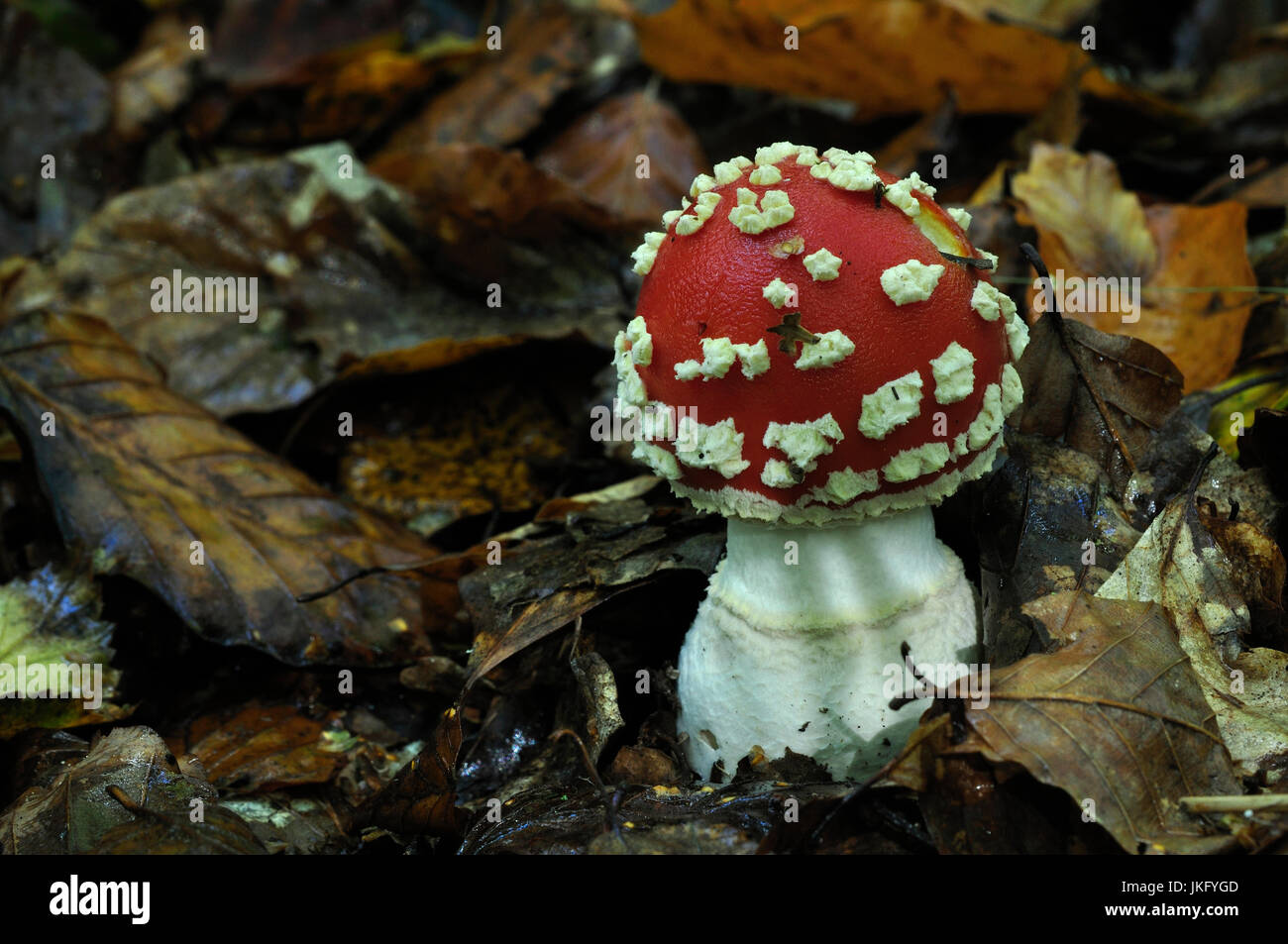Fly agaric toadstool Stock Photo - Alamy