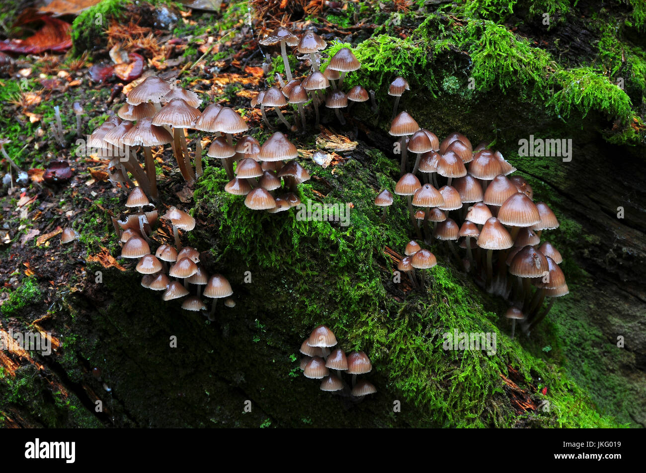 Clustered bonnet hi-res stock photography and images - Alamy