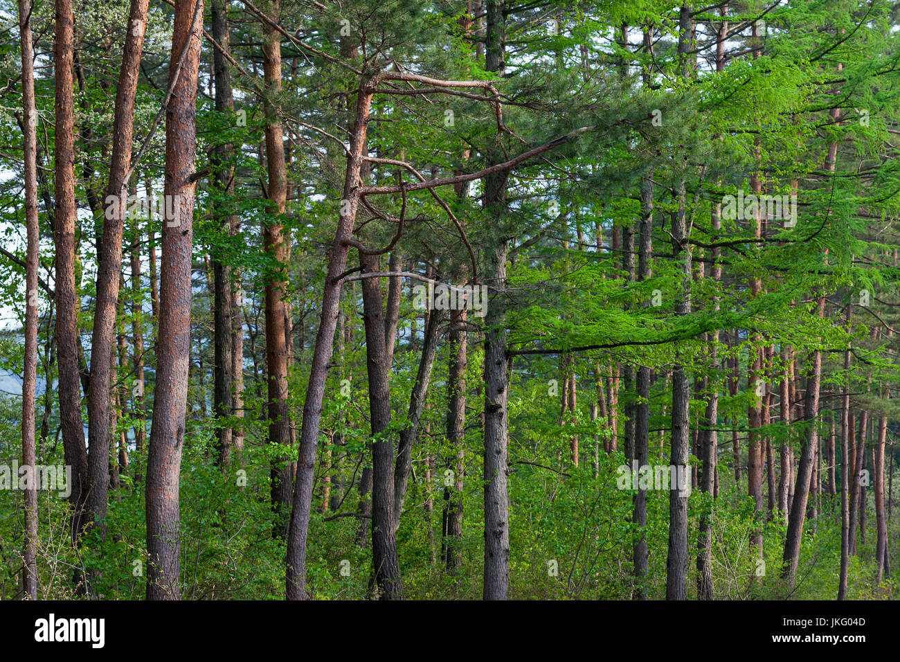 Pine trees with warm dappled light in a forest, Hakuba, Japan Stock ...