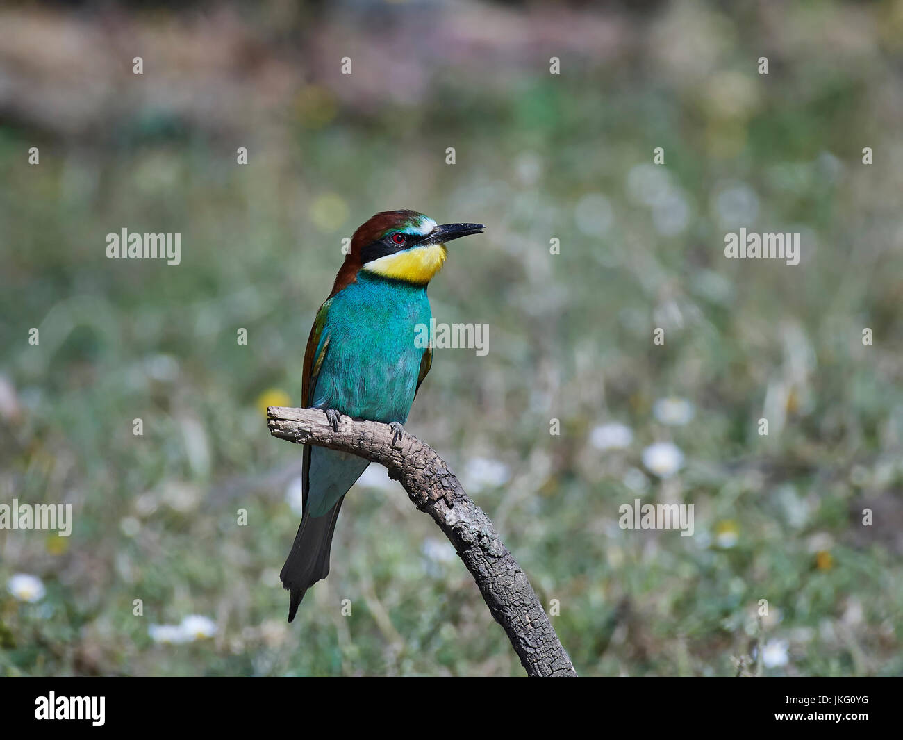 European bee-eater resting on a branch in its habitat Stock Photo - Alamy