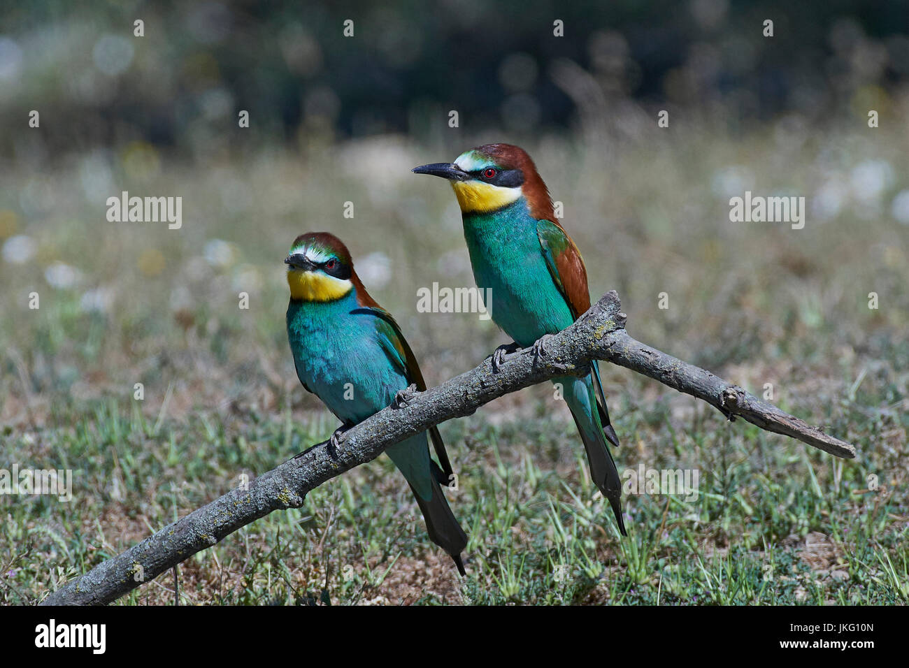 European bee-eaters resting on a branch in their habitat Stock Photo ...