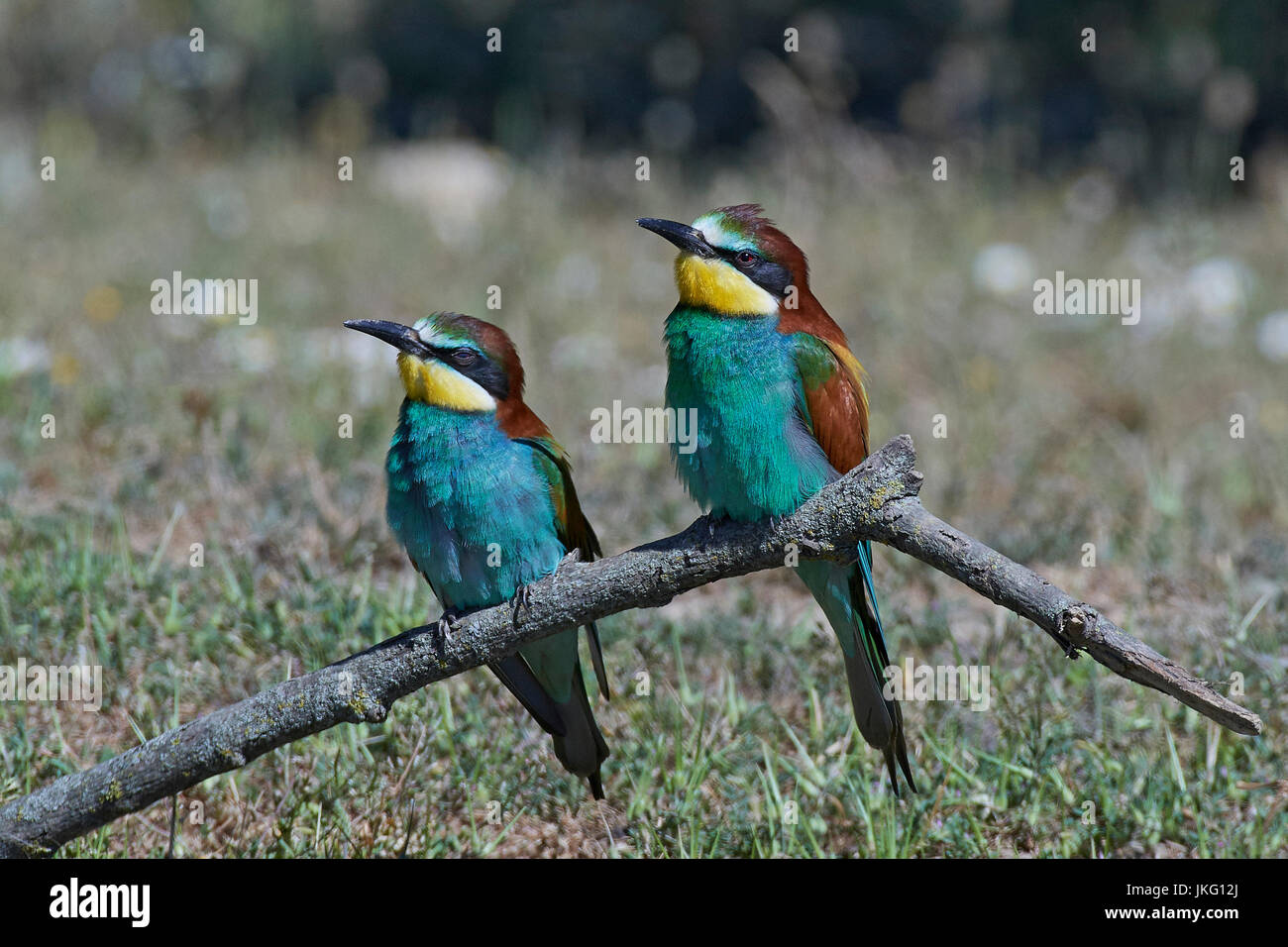 European bee-eaters resting on a branch in their habitat Stock Photo ...