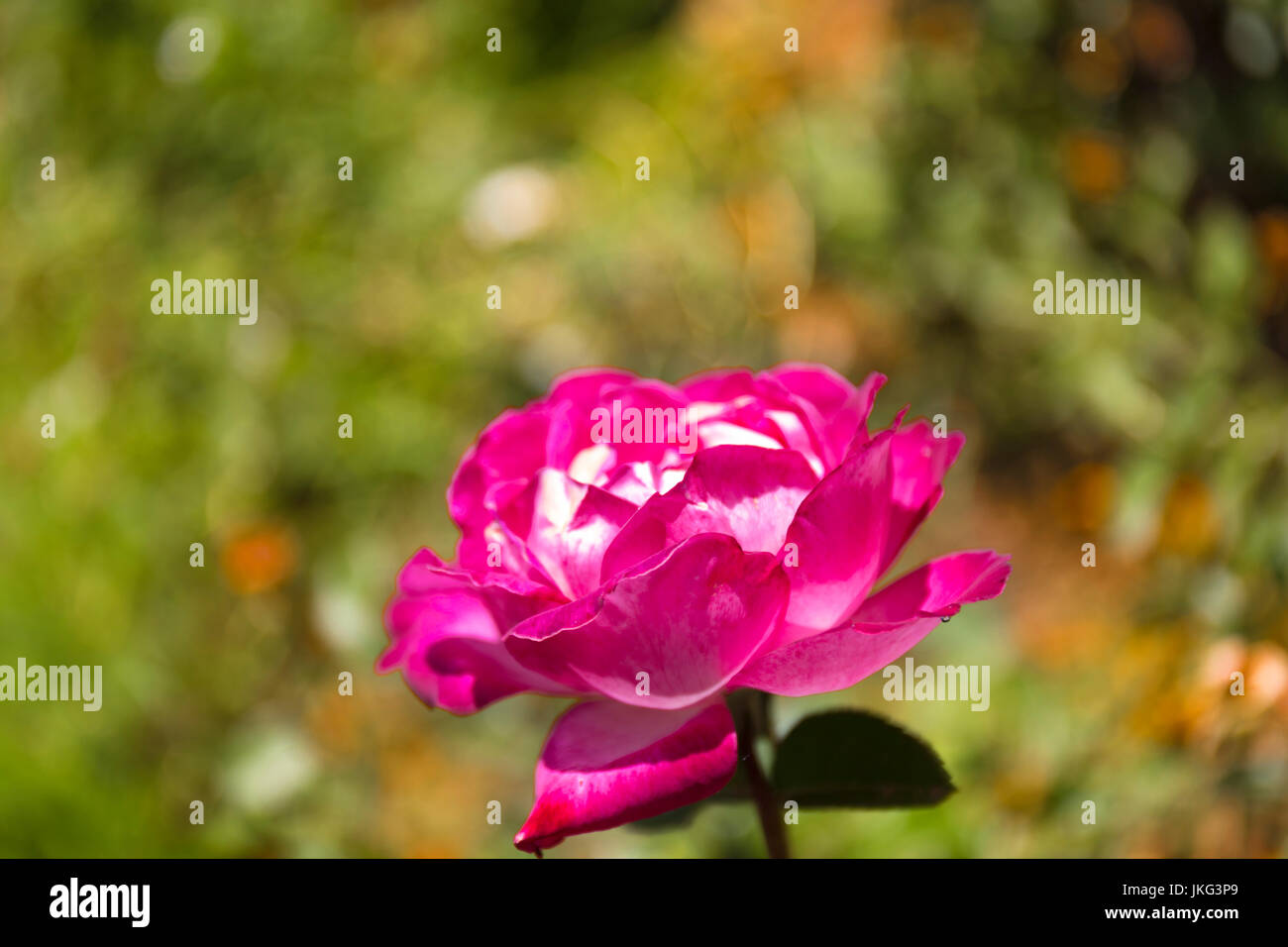 Rose in Perspective Stock Photo - Alamy