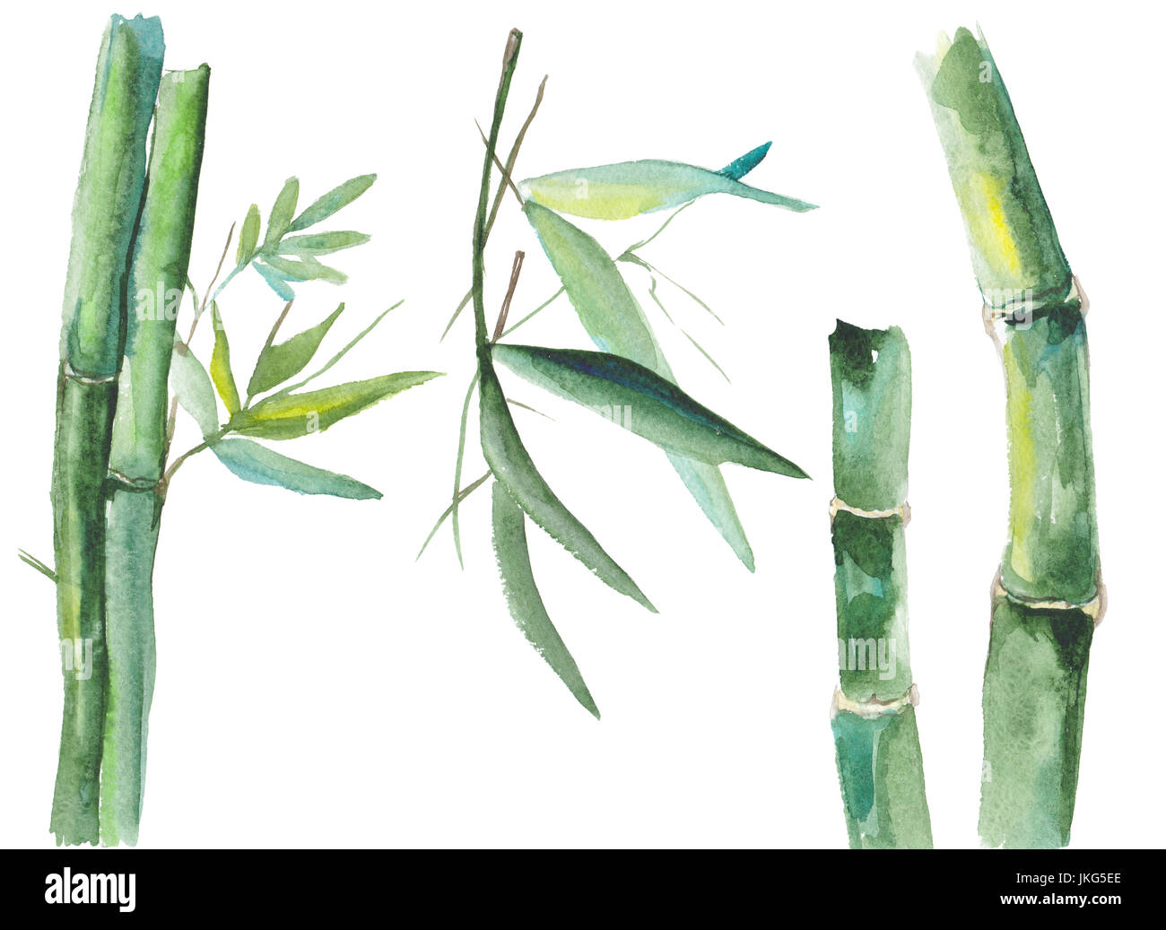 Watercolor bamboo illustration Stock Photo - Alamy