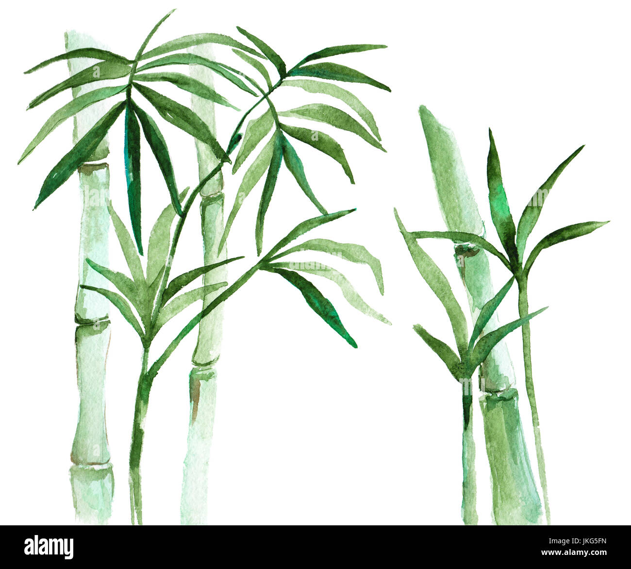 Watercolor bamboo illustration Stock Photo - Alamy