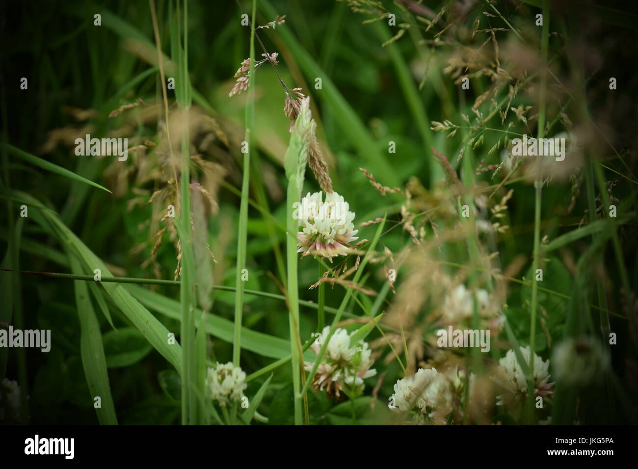 Trifolium Repens White Clover High Resolution Stock Photography and ...