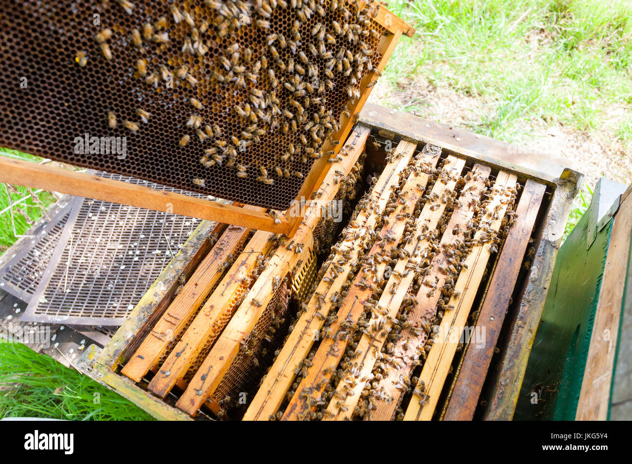 Open hive detail. Beekeeping, agriculture, rural life Stock Photo - Alamy