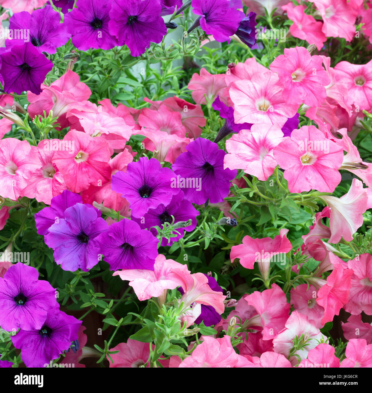 Filled frame hi-res stock photography and images - Alamy