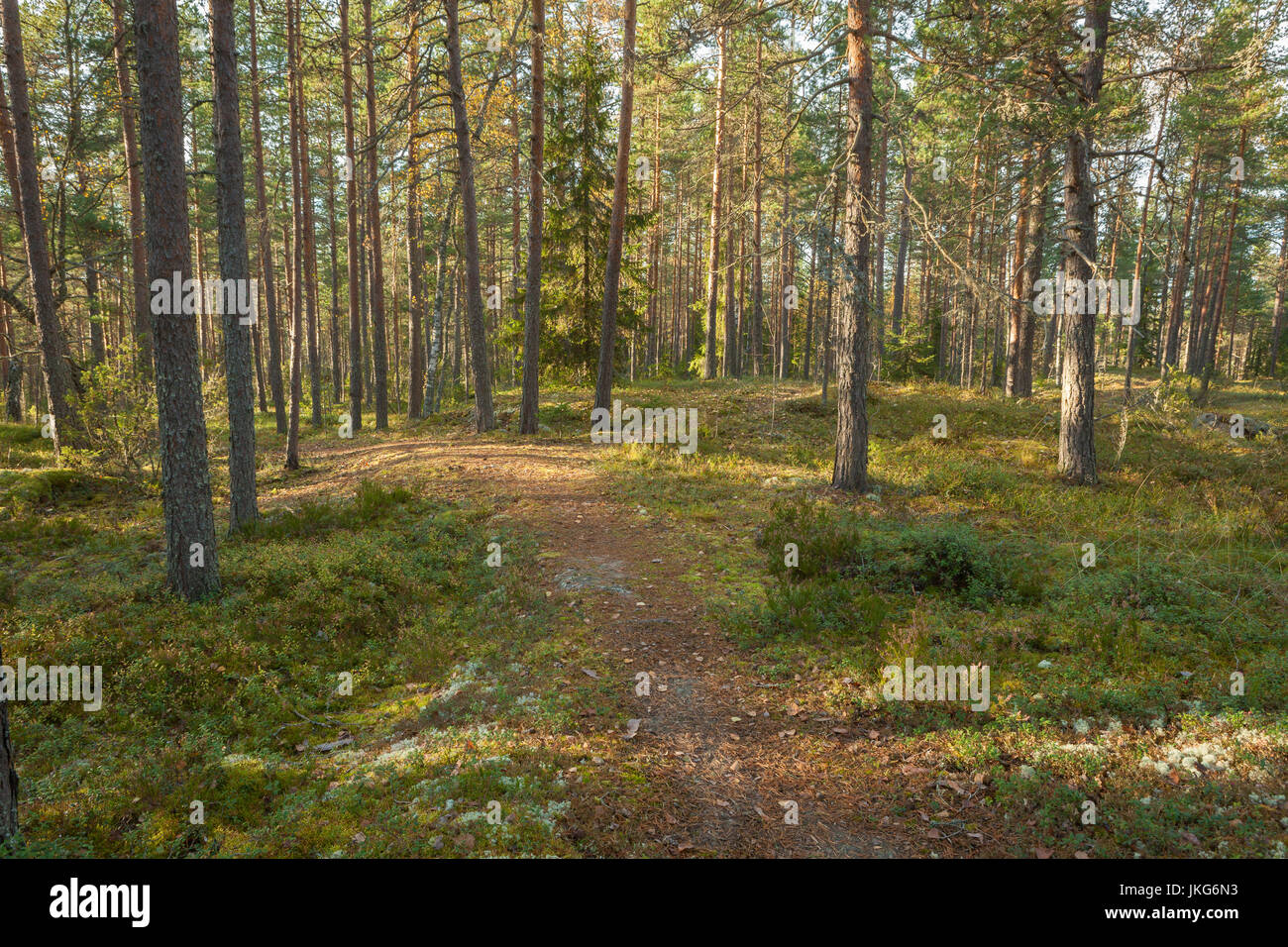Path in forest in Finland Stock Photo - Alamy
