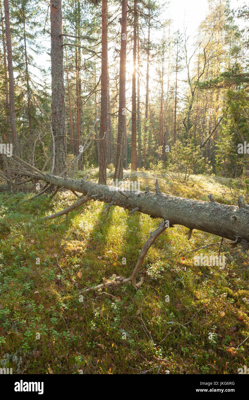 Fallen tree decay in forest Stock Photo - Alamy