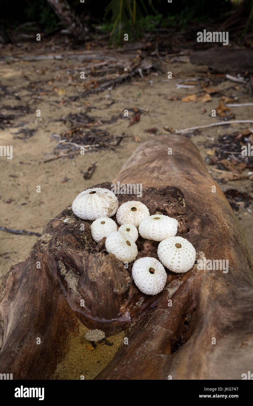 Round seashells on log Stock Photo - Alamy