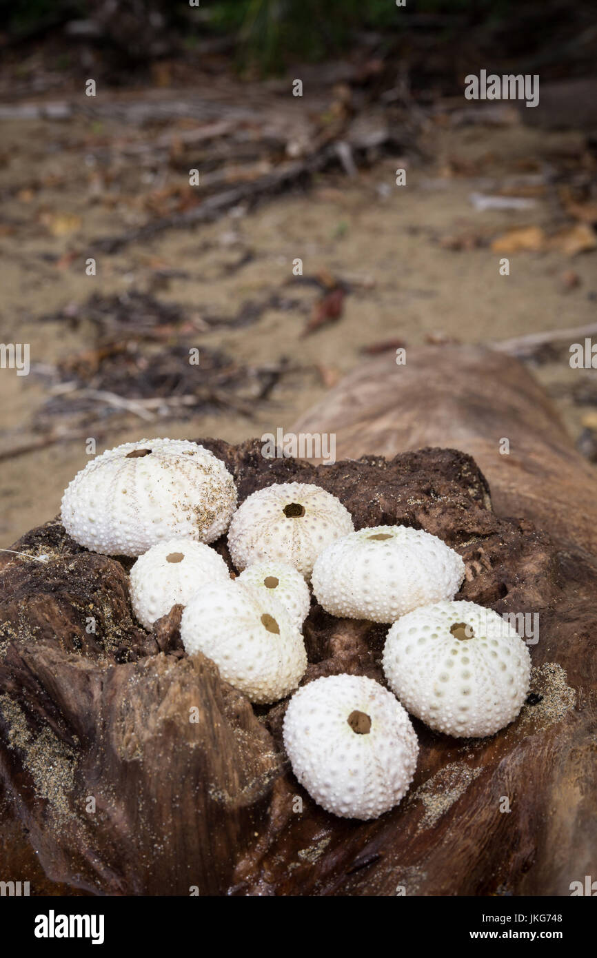 Round seashells on log Stock Photo - Alamy