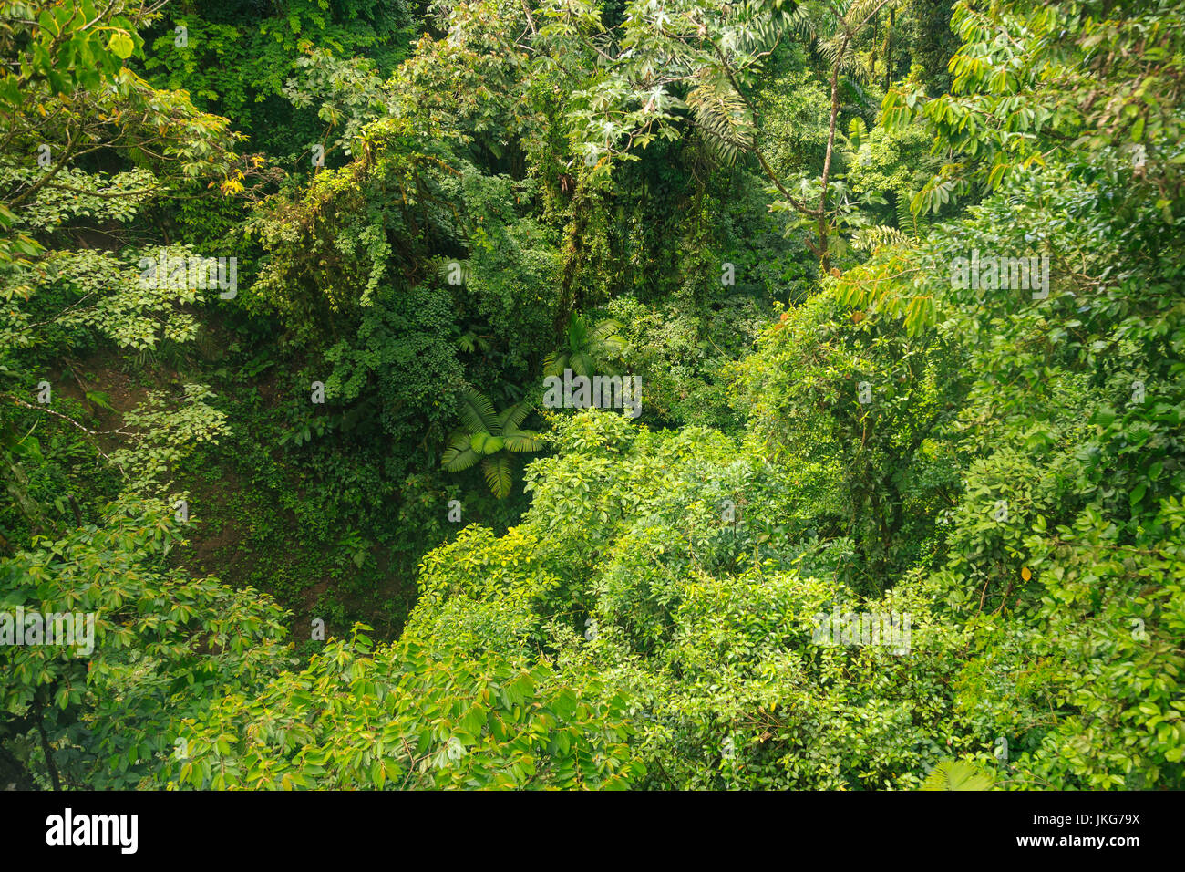 Lush rainforest canopy view Stock Photo - Alamy