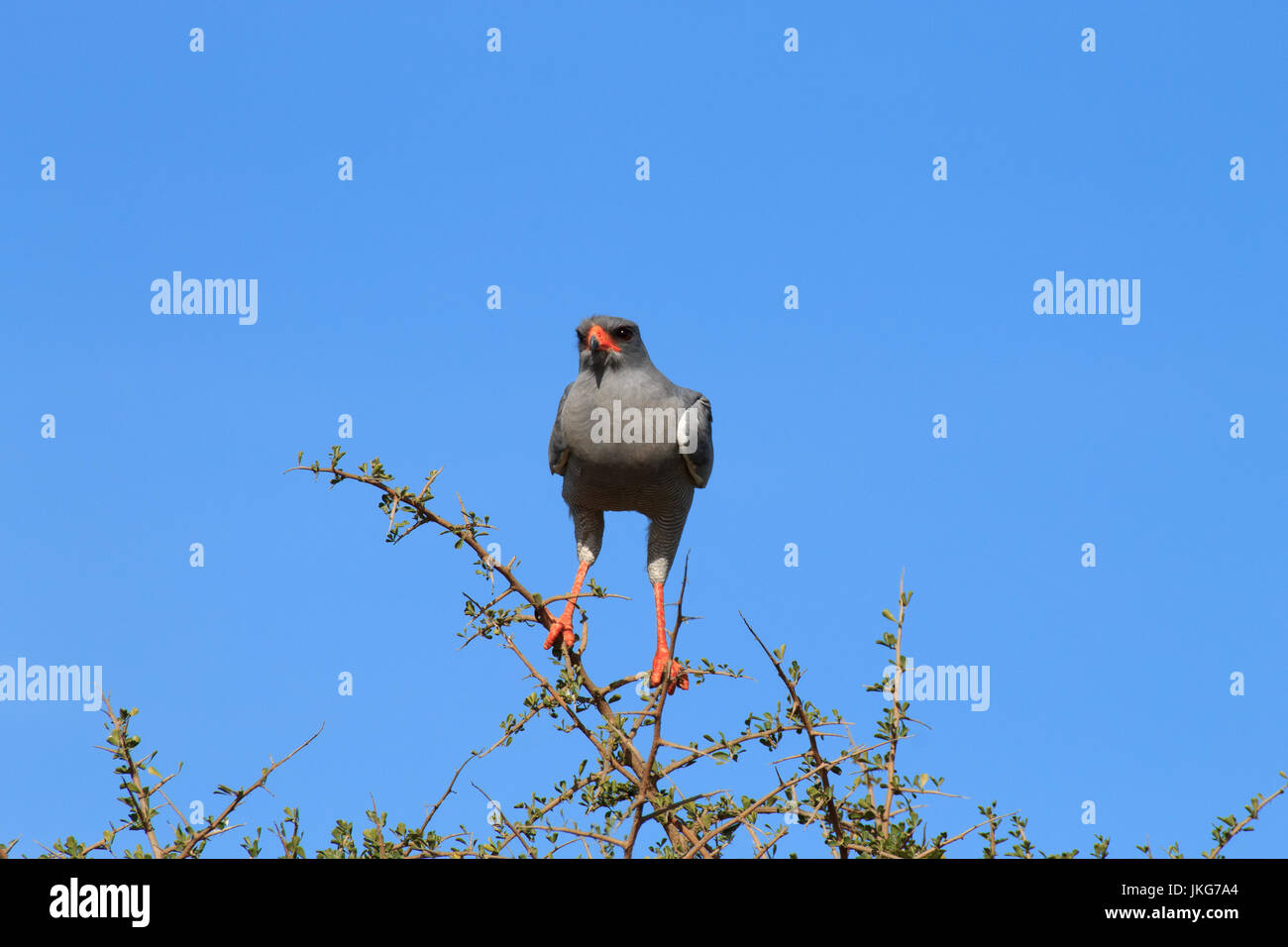 South african bird. Pale chanting goshawk from Addo Elephant National ...