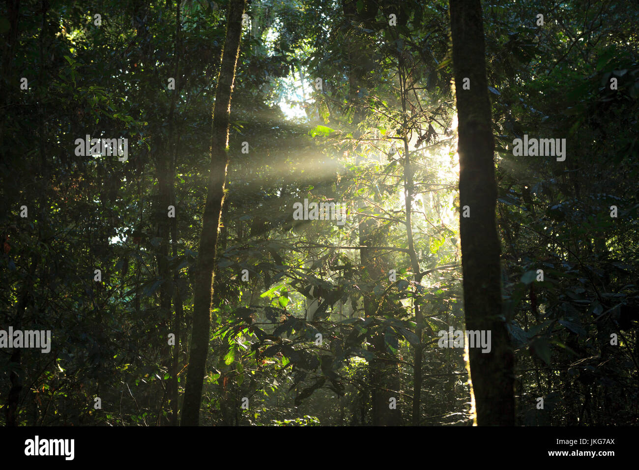 Beam light rainforest hi-res stock photography and images - Alamy