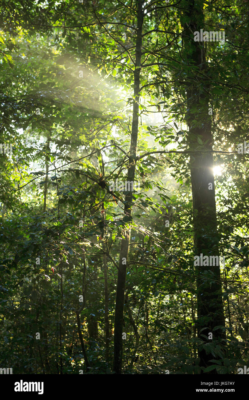 Sun rays deep in the rain forest Stock Photo - Alamy
