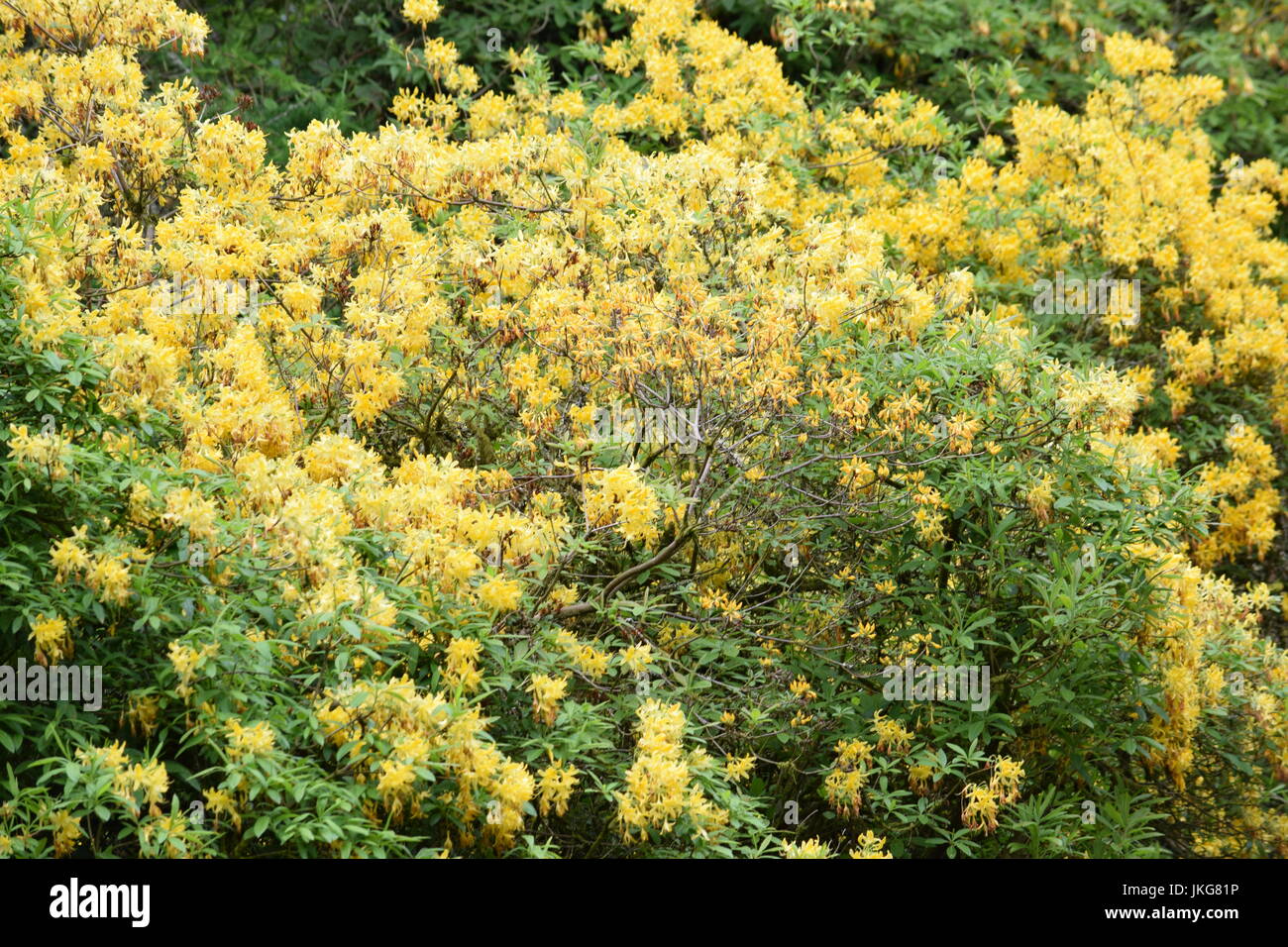 Yellow flowering bush Stock Photo - Alamy