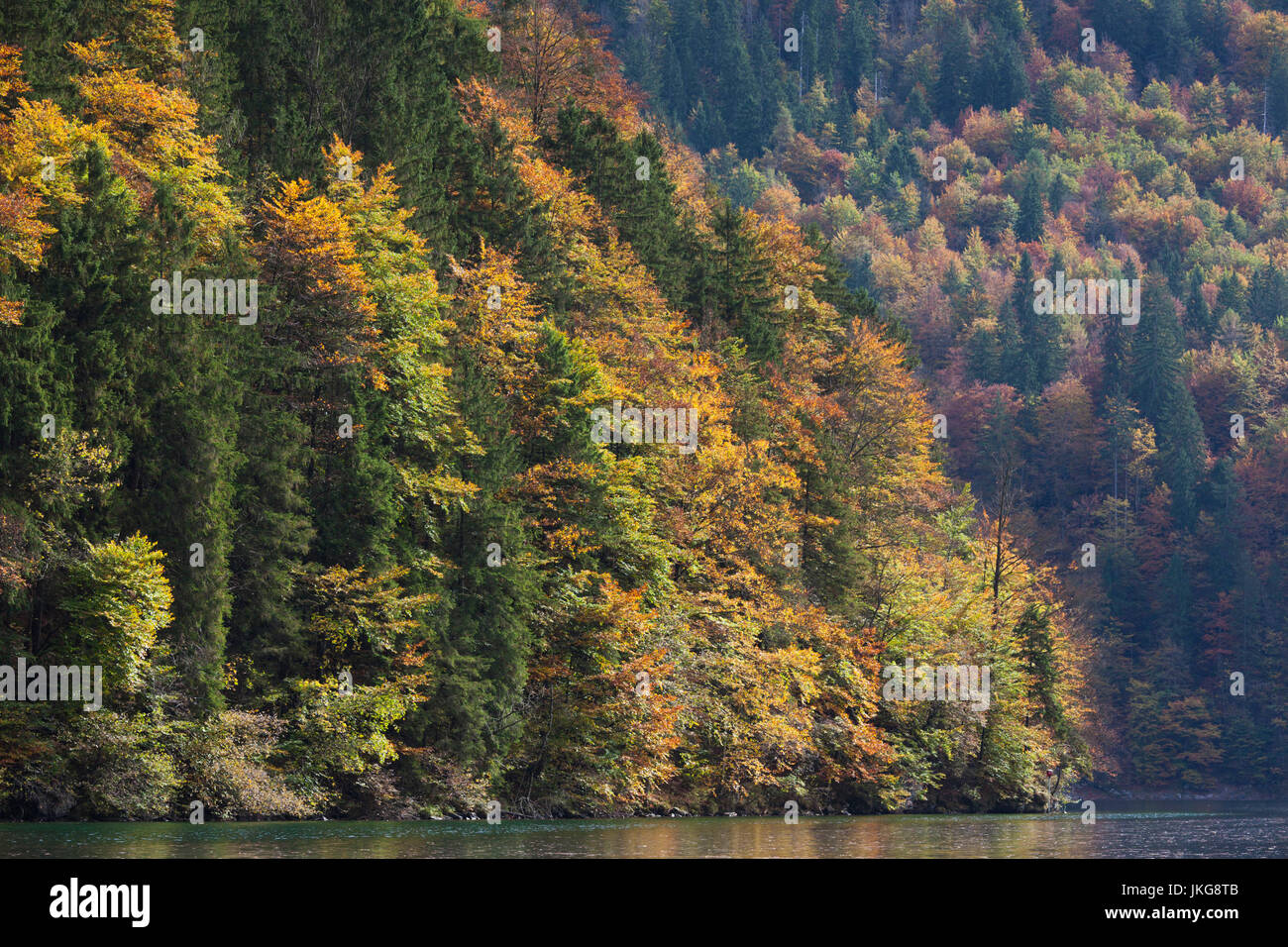 Germany, Bavaria, Koenigssee, fall foliage Stock Photo - Alamy