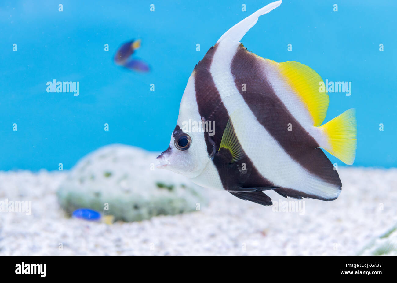 black and white color butterfly fish on blue background Stock Photo - Alamy