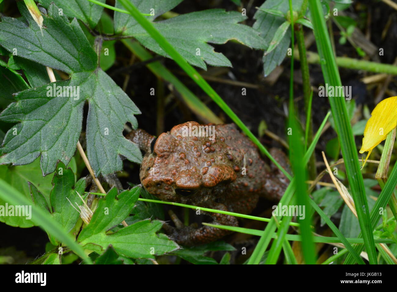 European green toads hi-res stock photography and images - Alamy