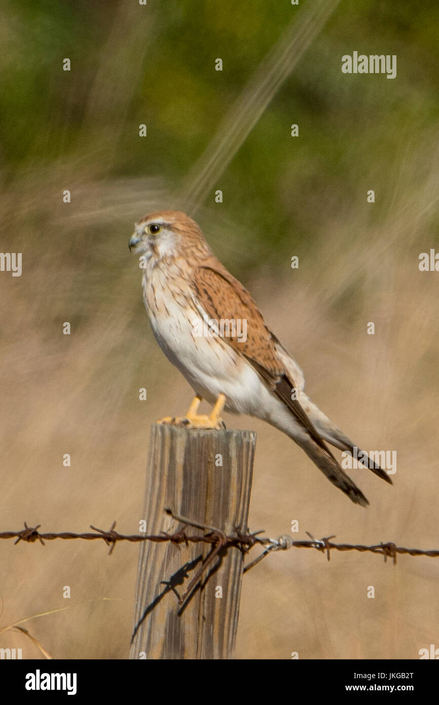 Nankeen Kestrel, Falco cenchroides at Karumba, Queensland, Australia ...