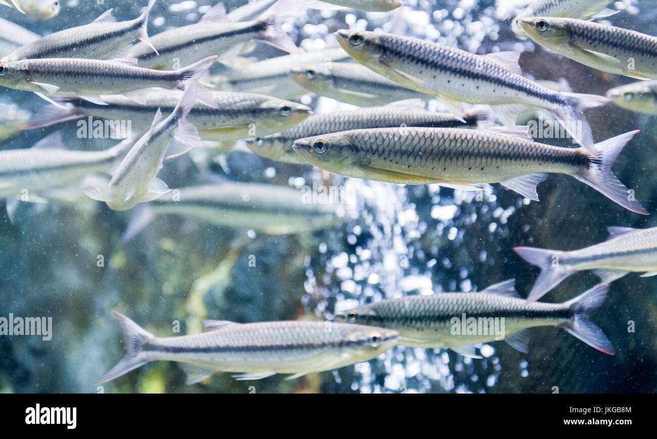 Freshwater Minnow Stock Photos & Freshwater Minnow Stock Images - Alamy