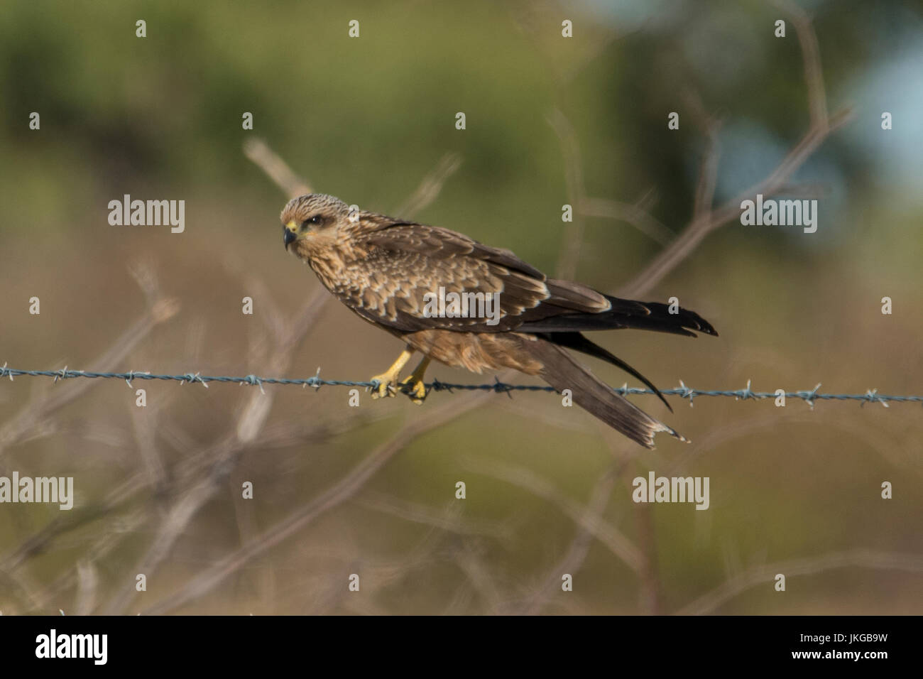 Whistling Kite, Haliastur sphenurus at Karumba, Queensland, Australia ...