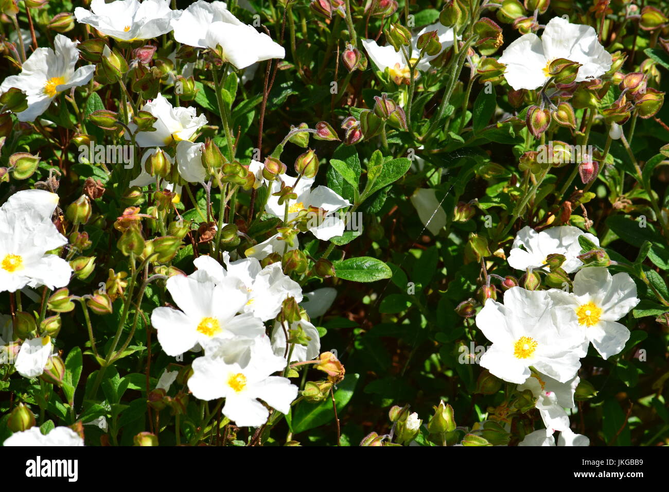 White cistus or rockrose bush, natural background image Stock Photo - Alamy