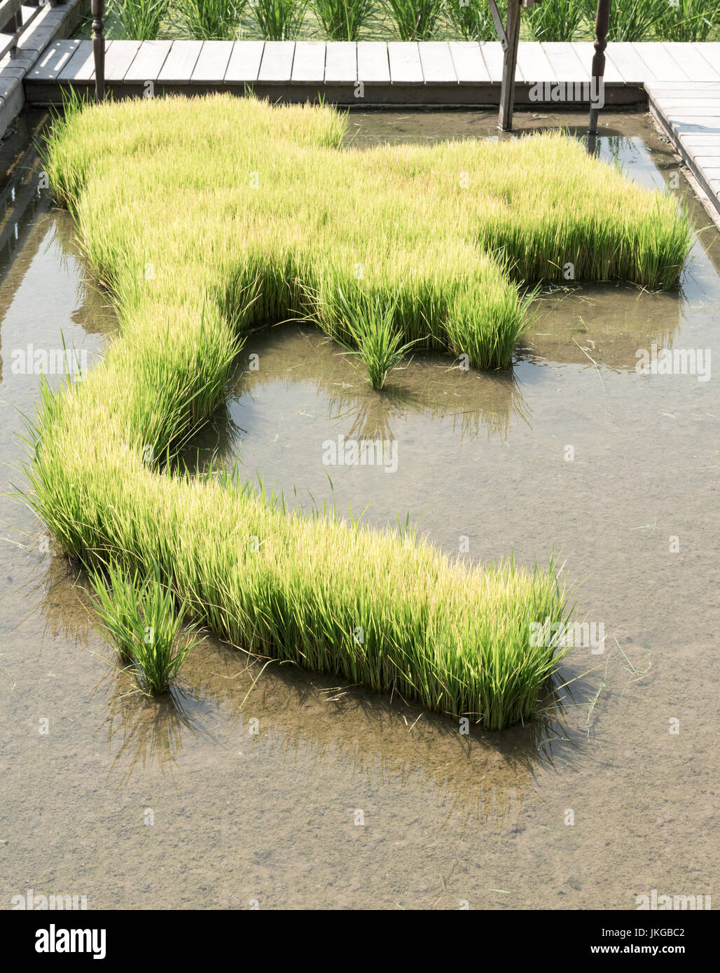 Map of rice hi-res stock photography and images - Alamy