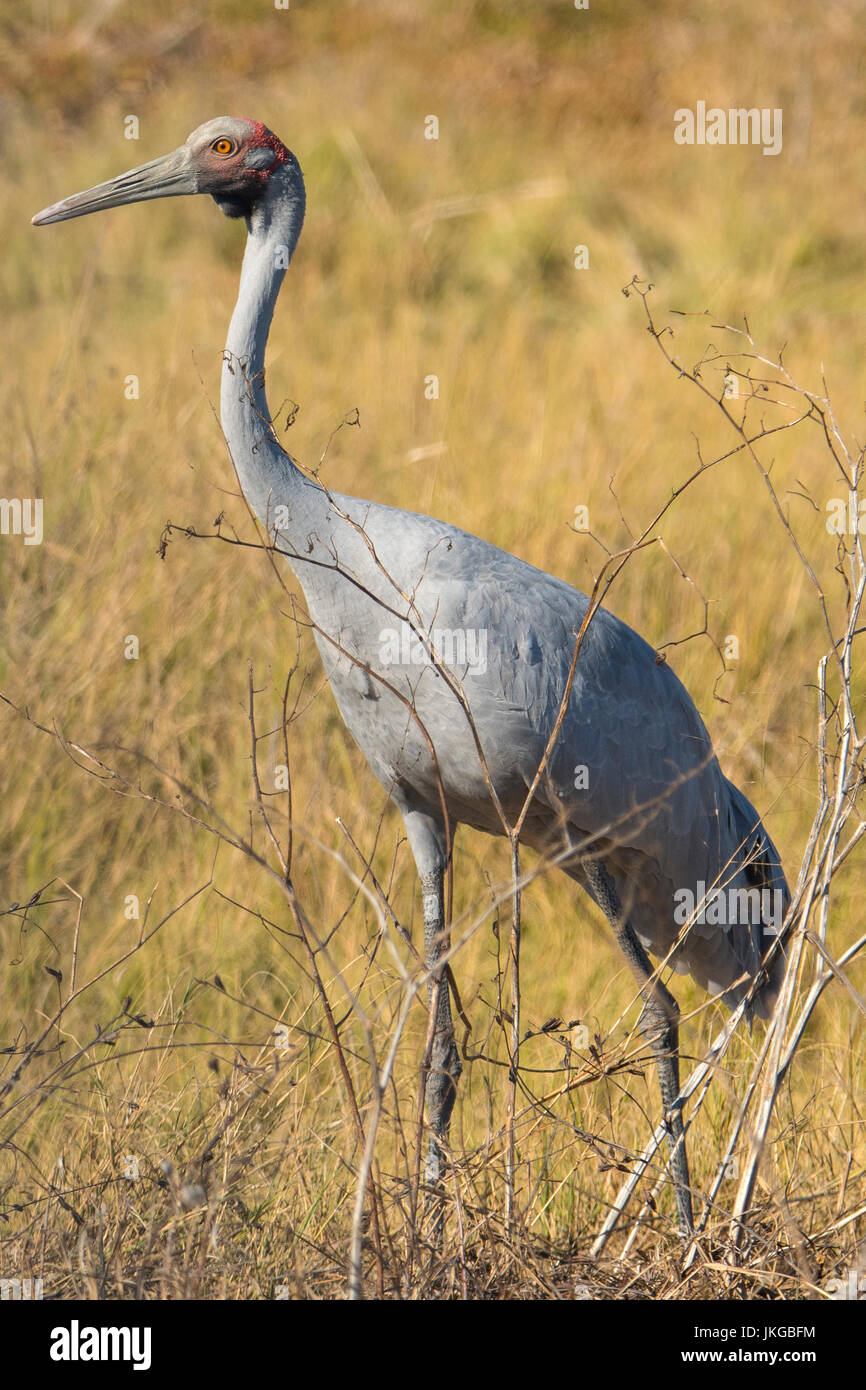 Brolga hi-res stock photography and images - Alamy