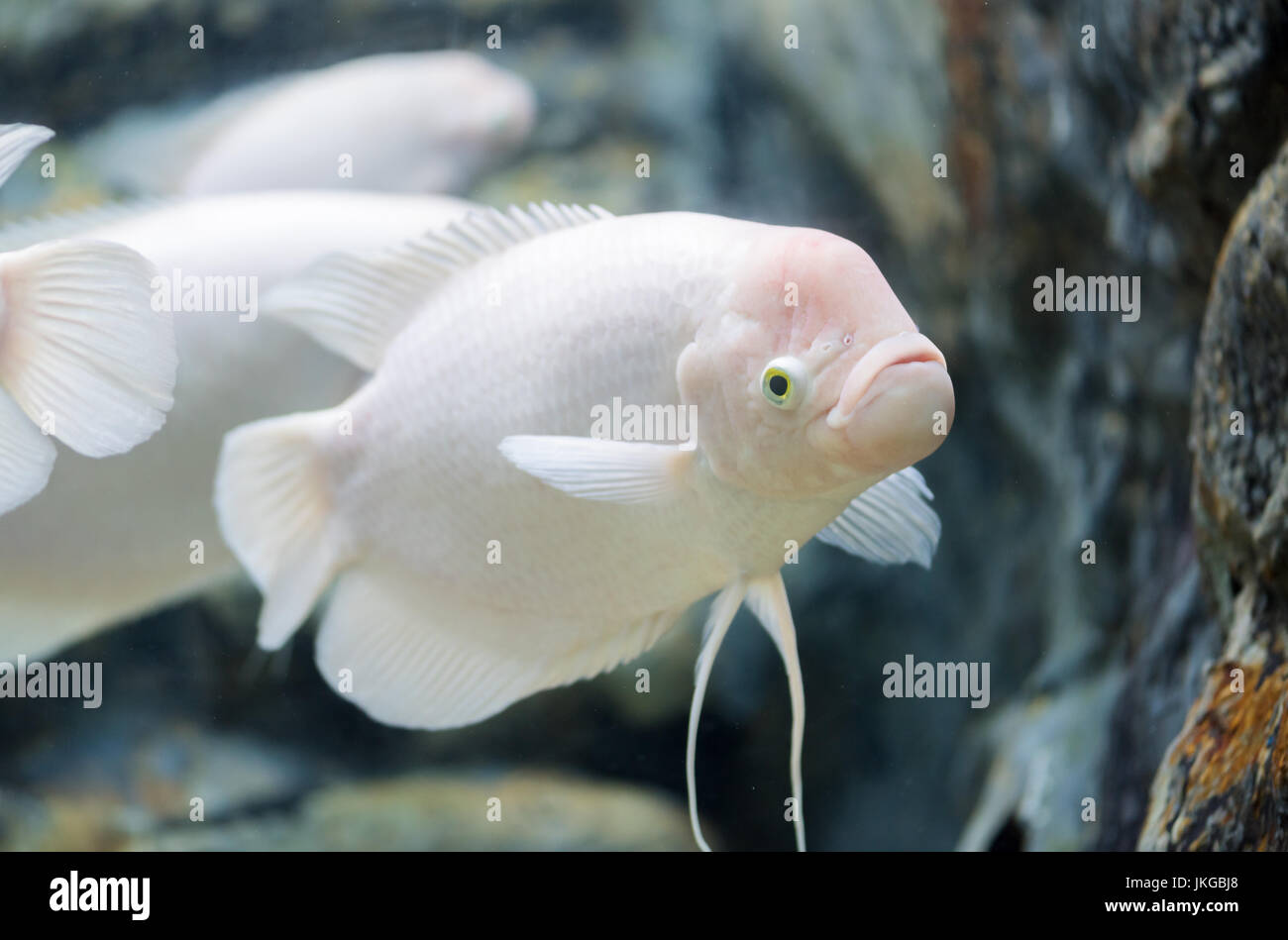 Gourami fish hi-res stock photography and images - Alamy