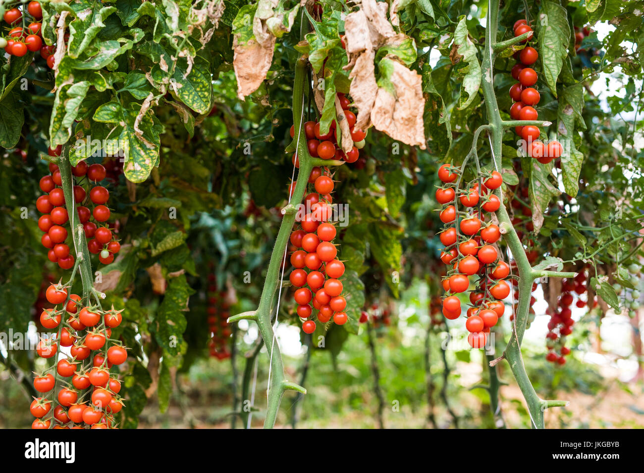 Ripe tomatoes ready to pick in a greenhouse. Agriculture Stock Photo ...