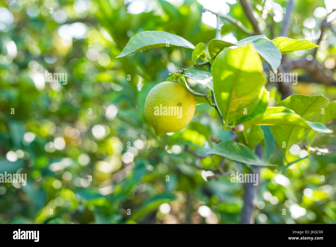 Close up of lemons hanging from a tree in a lemon grove. Agriculture ...