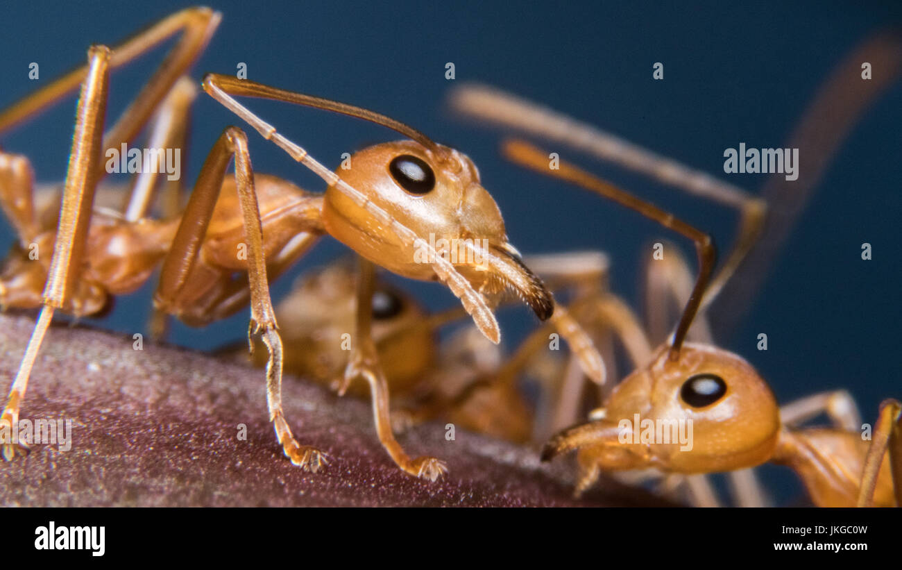 Red ant Stock Photo - Alamy