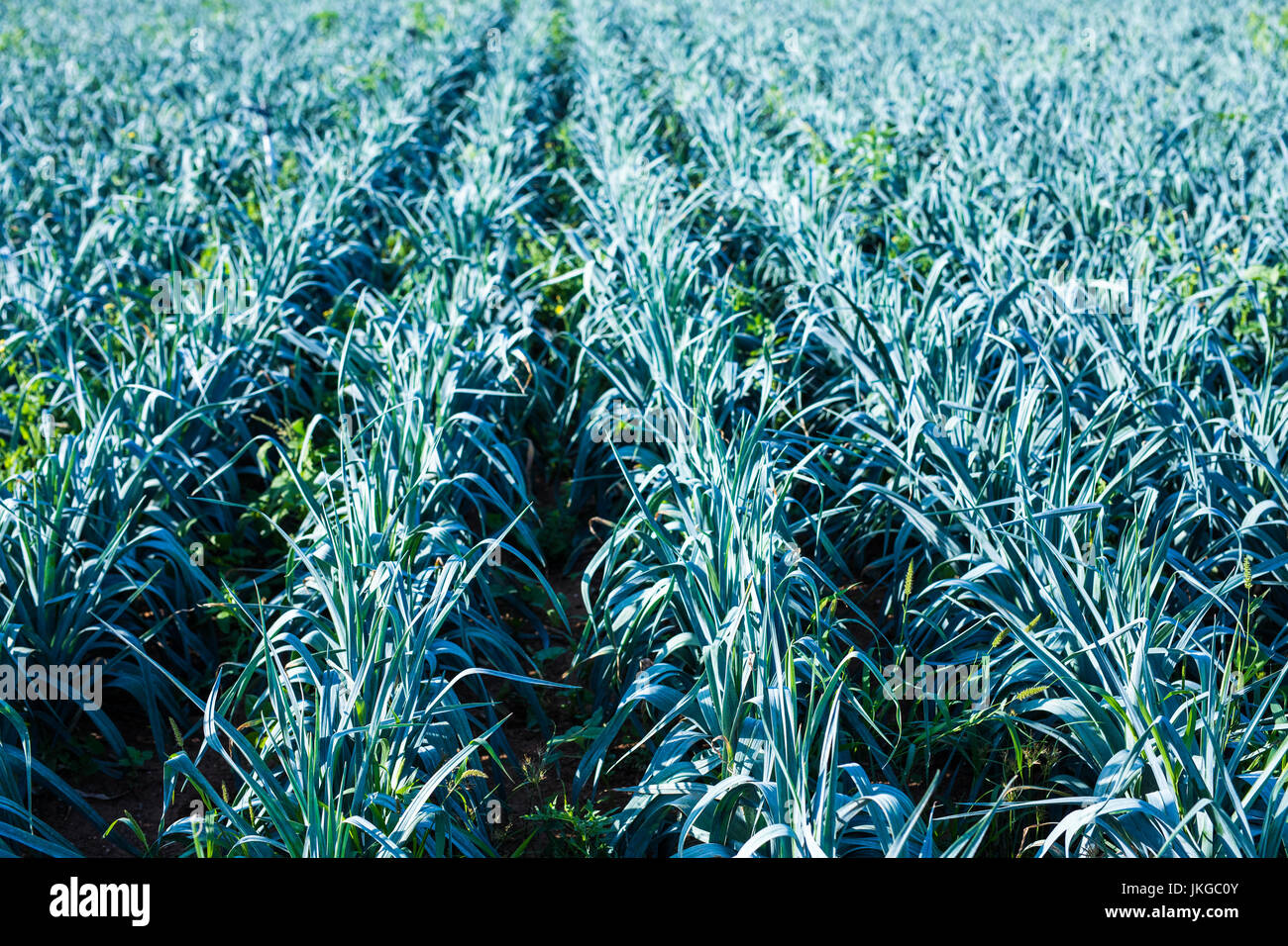 Large field with harvesting ripe leek plants in a rural landscape Stock ...