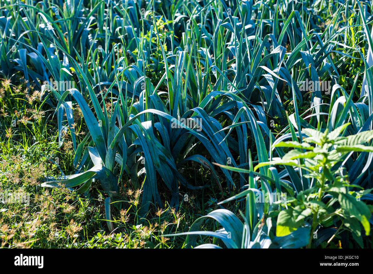 Leek field allium ampeloprasum hi-res stock photography and images - Alamy