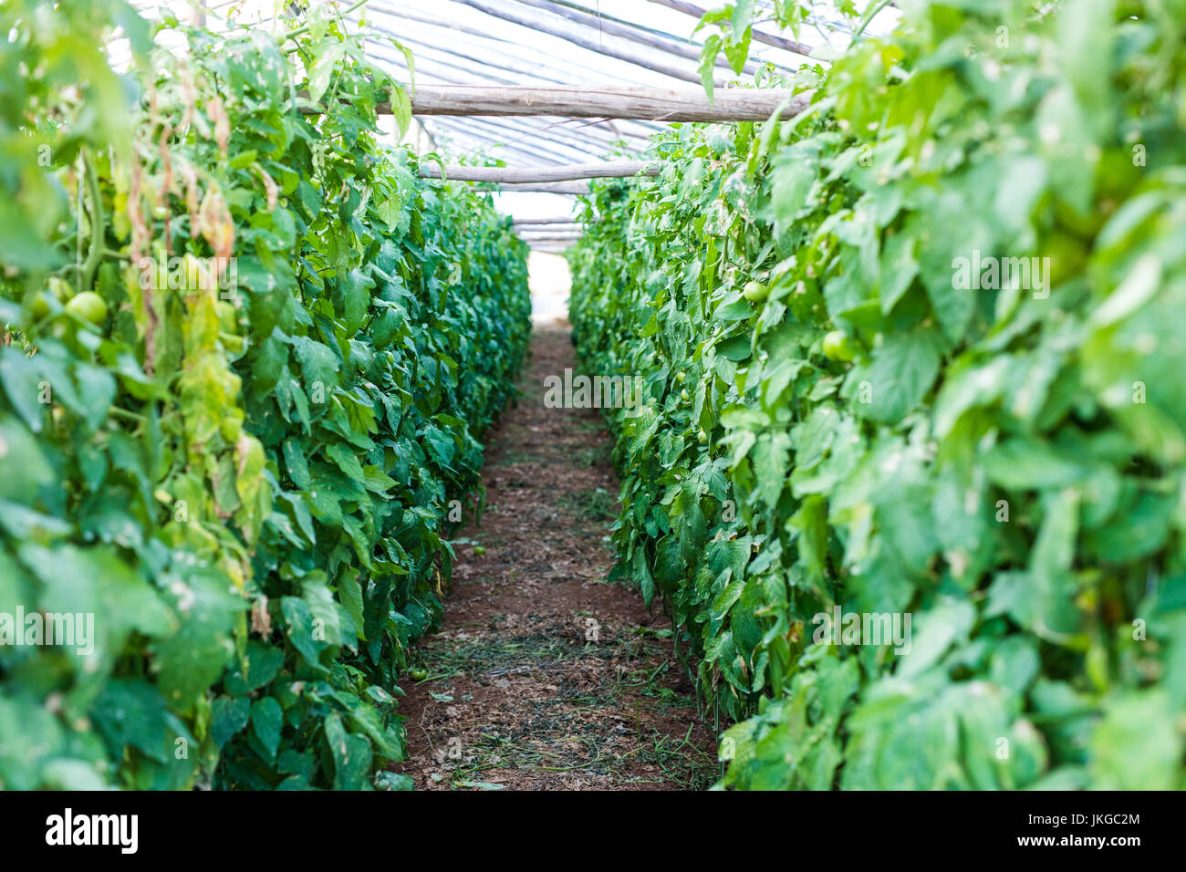 Rows of tomato plants growing in greenhouse. Agriculture Stock Photo ...