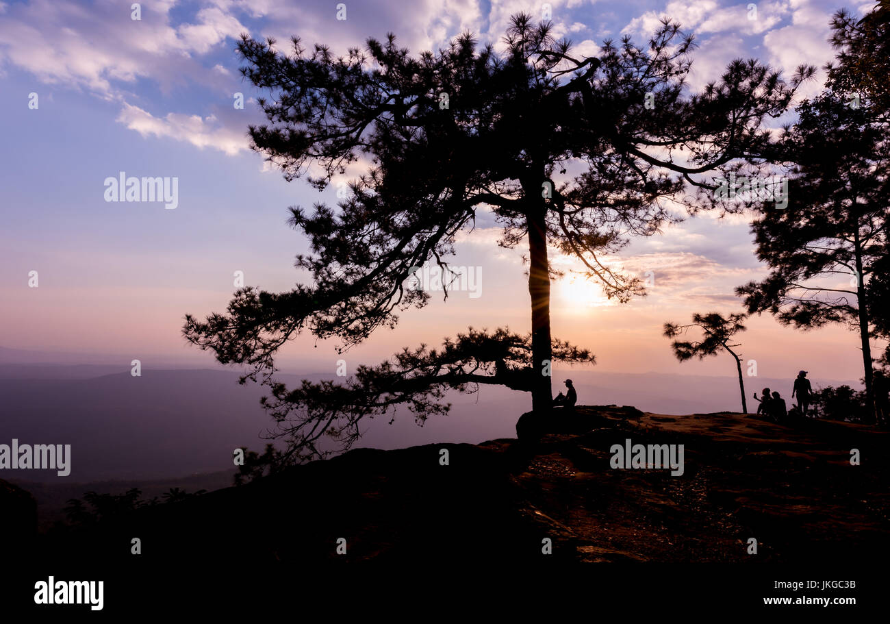 beautiful sunset with silhouette traveler and pine tree at Lom Sak ...