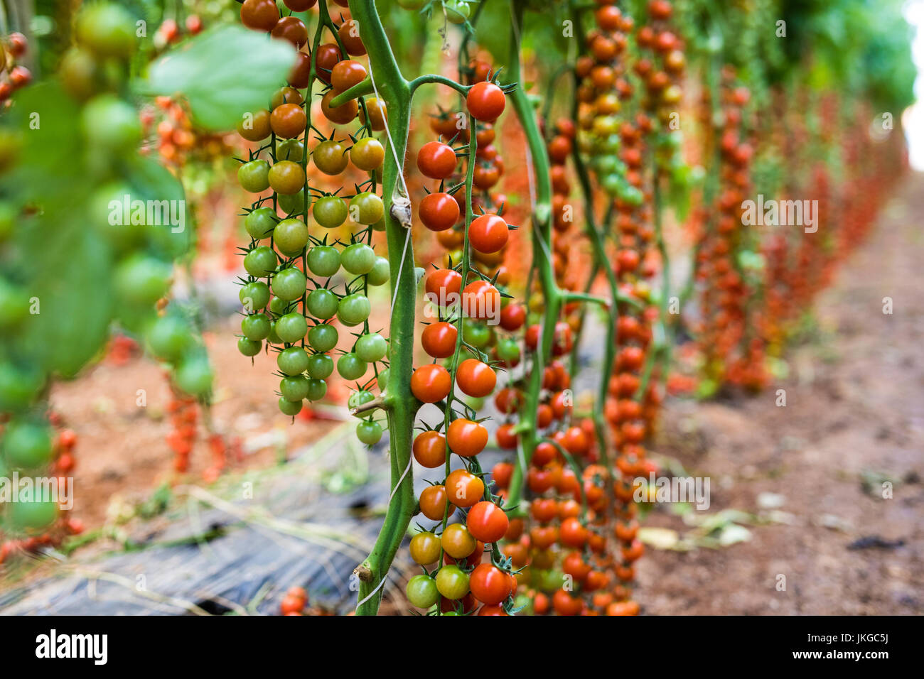 Ripe tomatoes ready to pick in a greenhouse. Agriculture Stock Photo ...