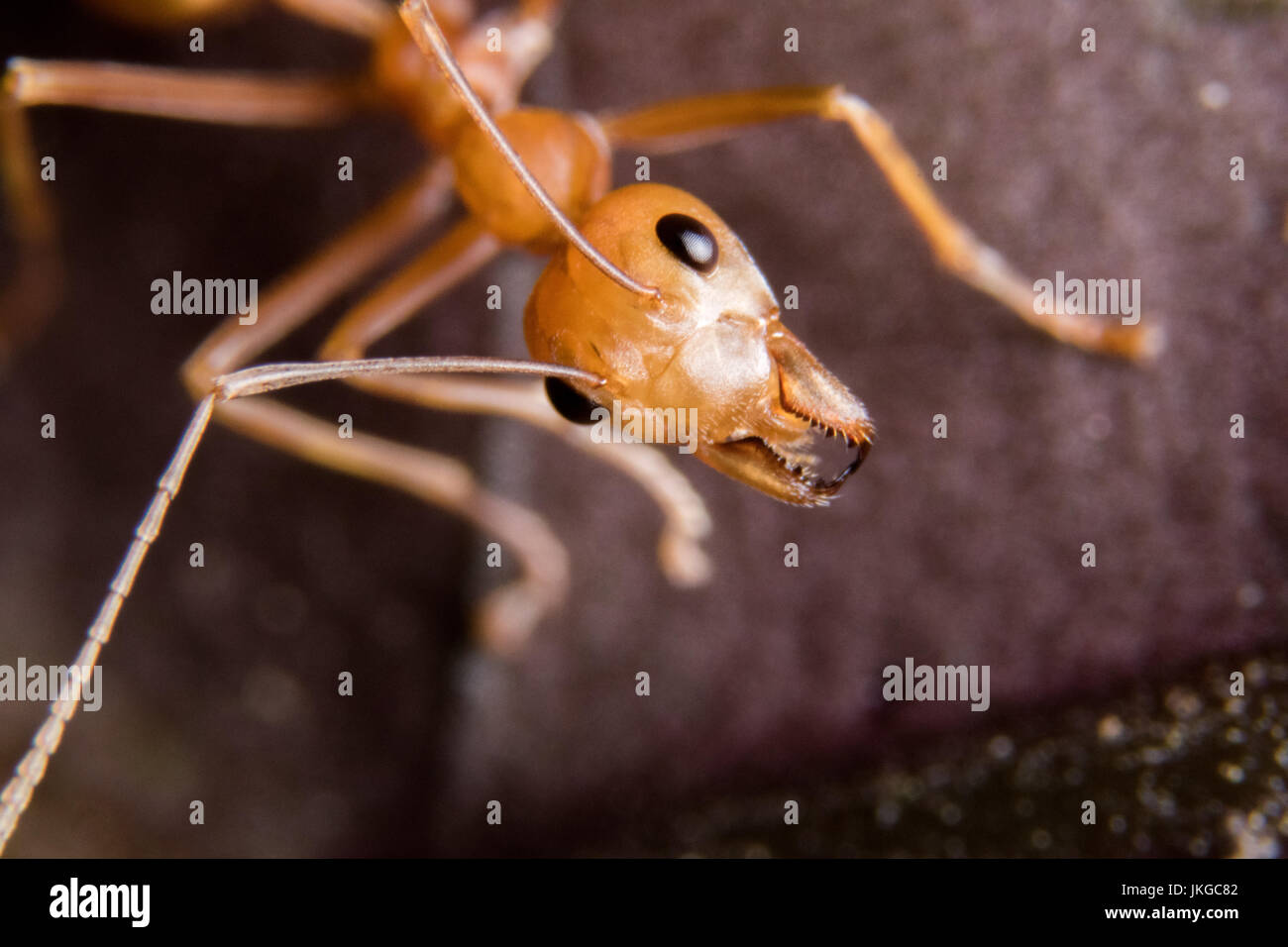 Red imported fire ant hi-res stock photography and images - Alamy