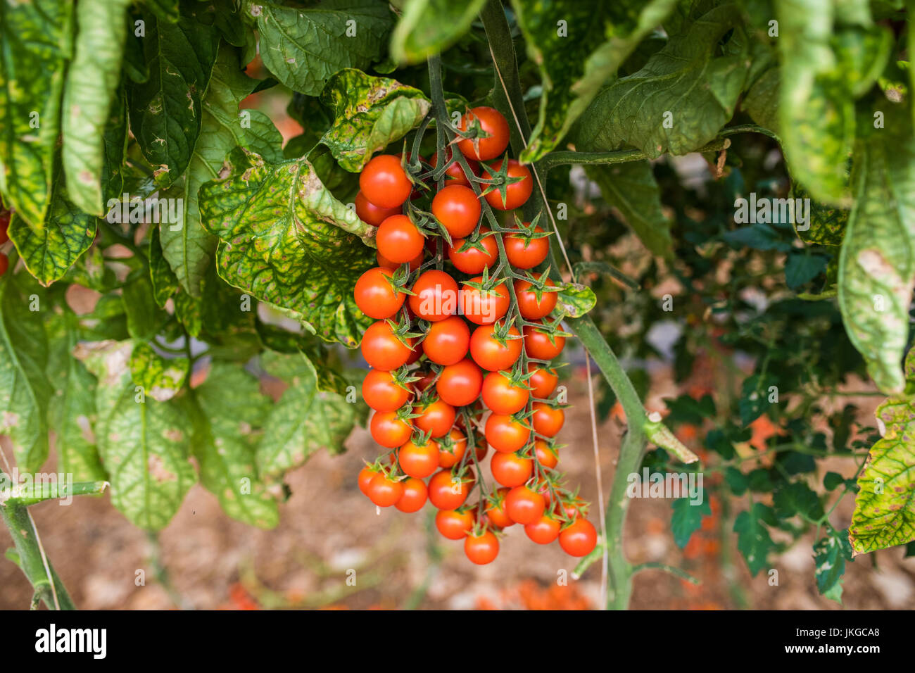Branch of fresh cherry tomatoes hanging on trees Stock Photo - Alamy