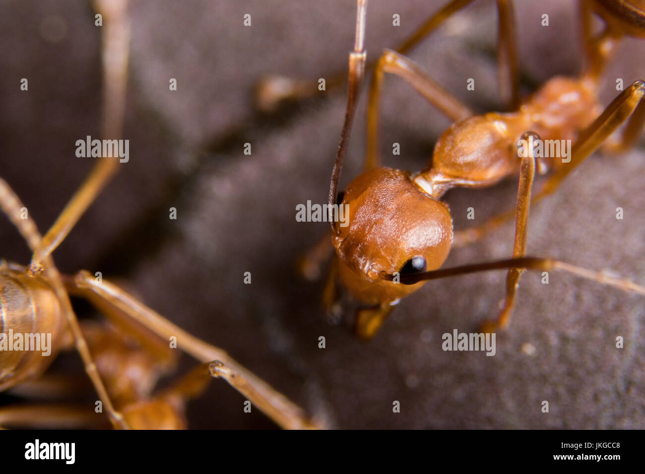 Fire Ant Sting Stock Photos & Fire Ant Sting Stock Images - Alamy